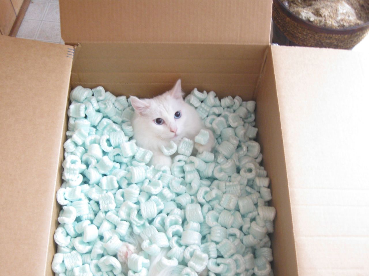 Pro Packing Tips and Tricks from Dolly Helpers | Dolly Blog