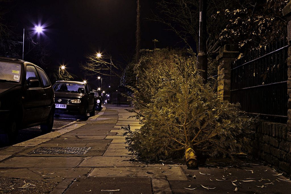 Christmas Tree Disposal: How to Responsibly Throw Out Your Tree | Dolly ...