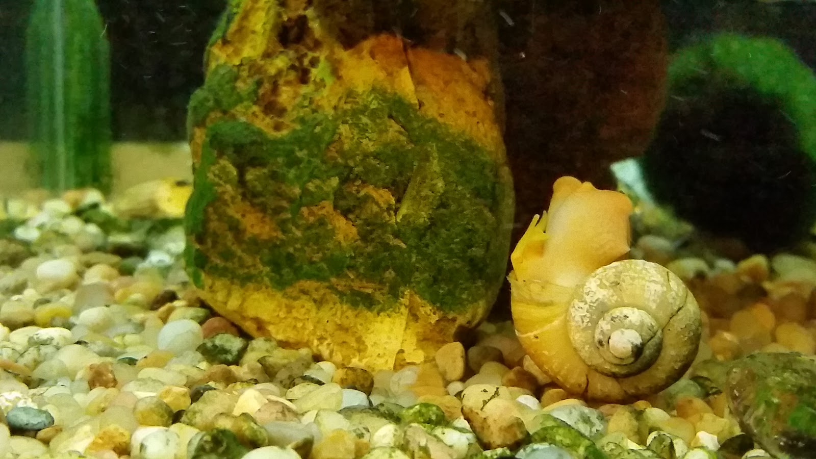 Don't Flounder: How to Move a Fish Tank or Aquarium | Dolly Blog