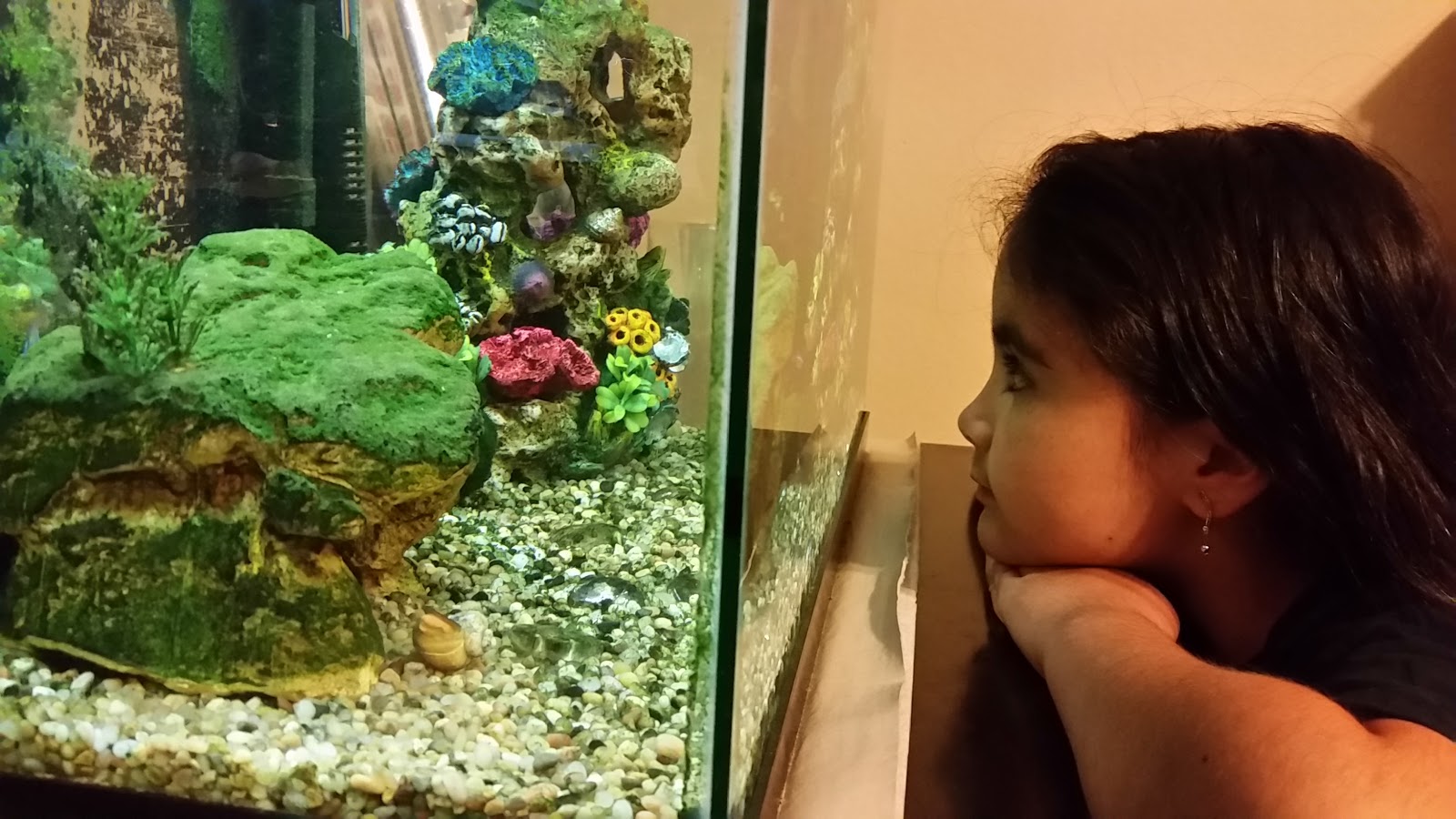 Don't Flounder: How to Move a Fish Tank or Aquarium | Dolly Blog